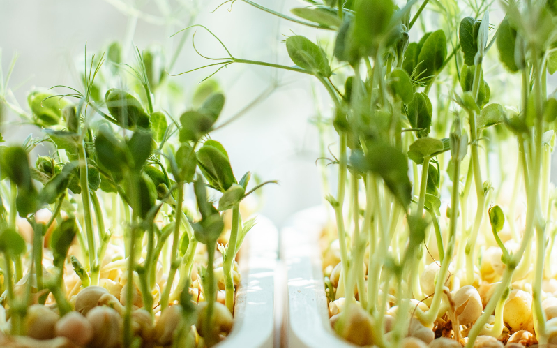 Beginners Guide on Microgreens Grow – Urban Farming Concepts