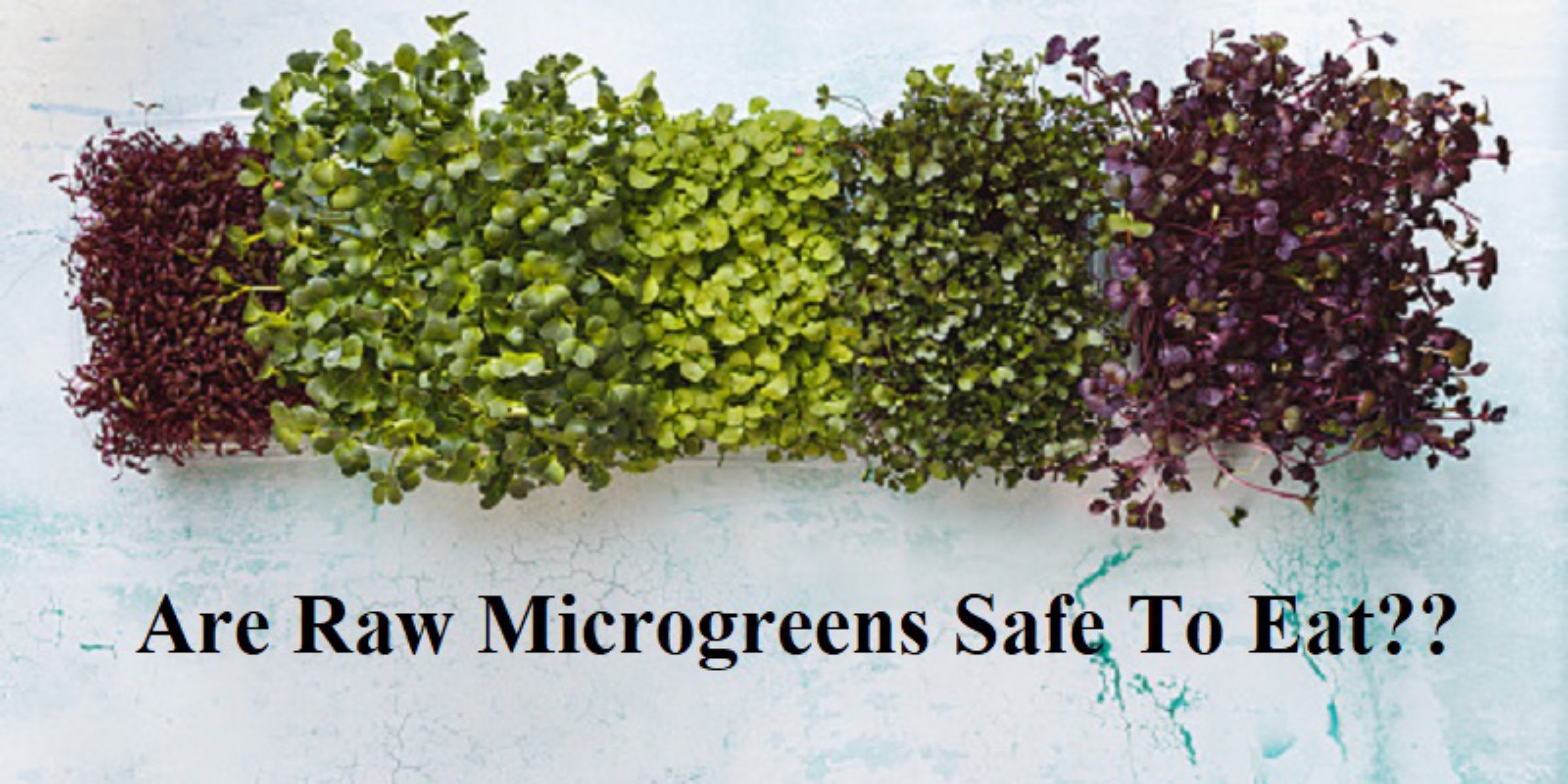 Are Raw Microgreens Safe To Eat? – Urban Farming Concepts