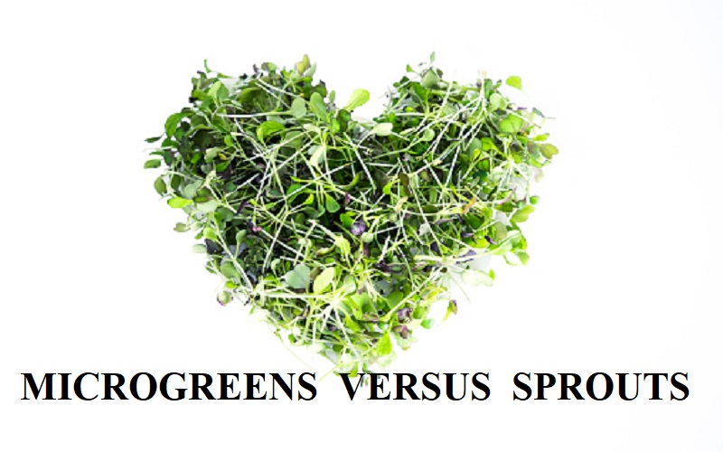 Microgreens Versus Sprouts - Urban Farming Concepts