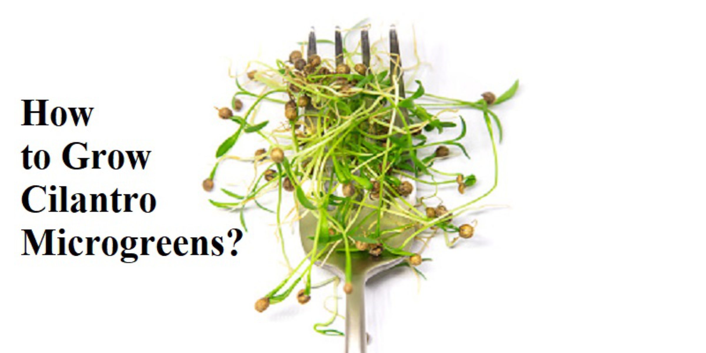 HOW TO GROW CILANTRO MICROGREENS ? – Urban Farming Concepts