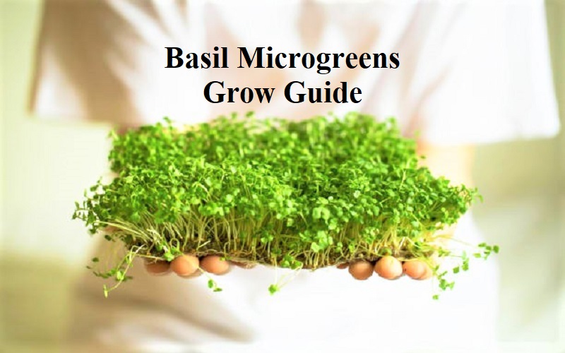 Basil Microgreens Grow Guide - Urban Farming Concepts