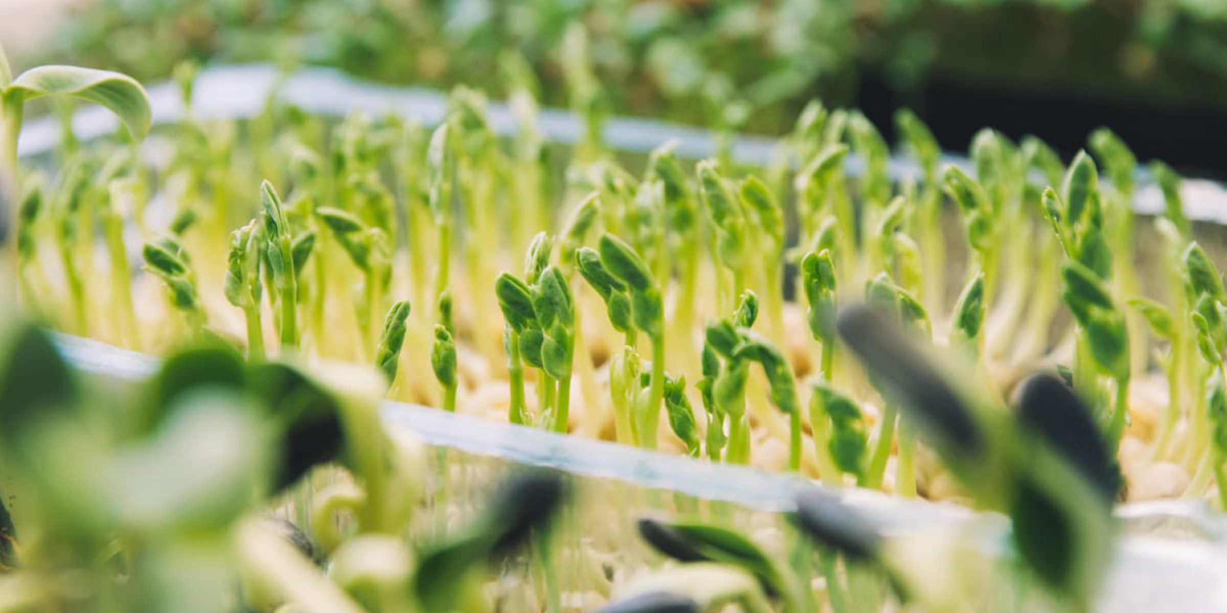 Growing Pea Microgreens – Urban Farming Concepts